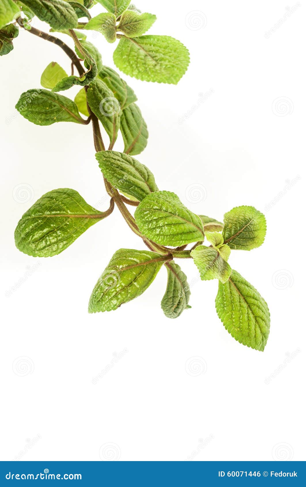 Frond stock photo. Image of lush, herb, nature, ornamental - 60071446