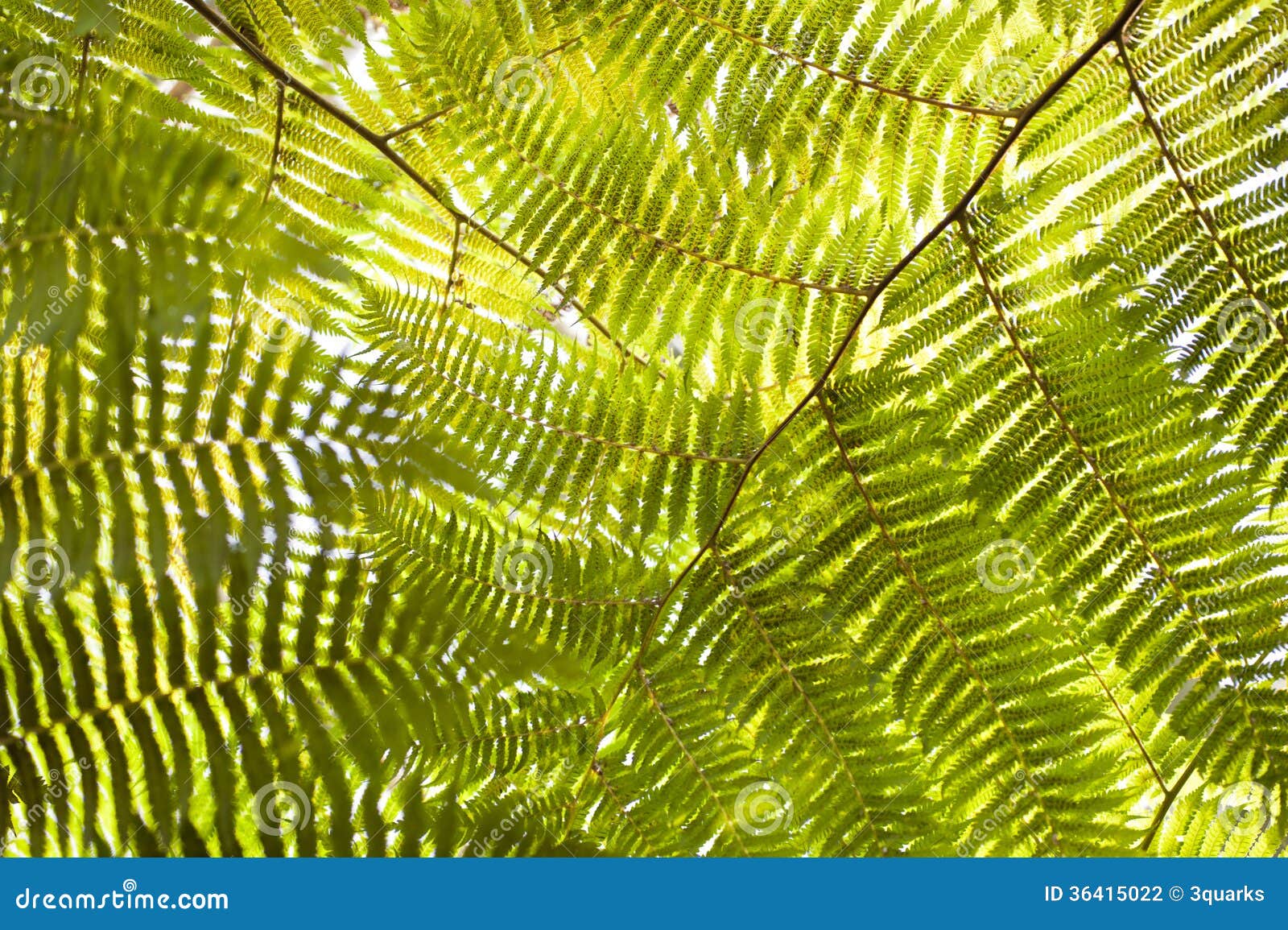 Frond stock photo. Image of fern, frond, green, tropical - 36415022