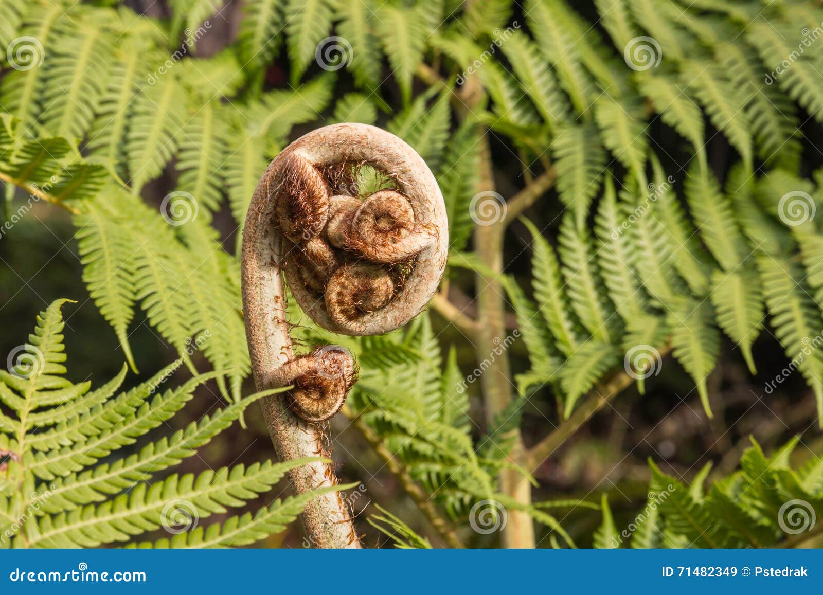Fronda Creciente Del Helecho De Plata Imagen de archivo - Imagen de ...