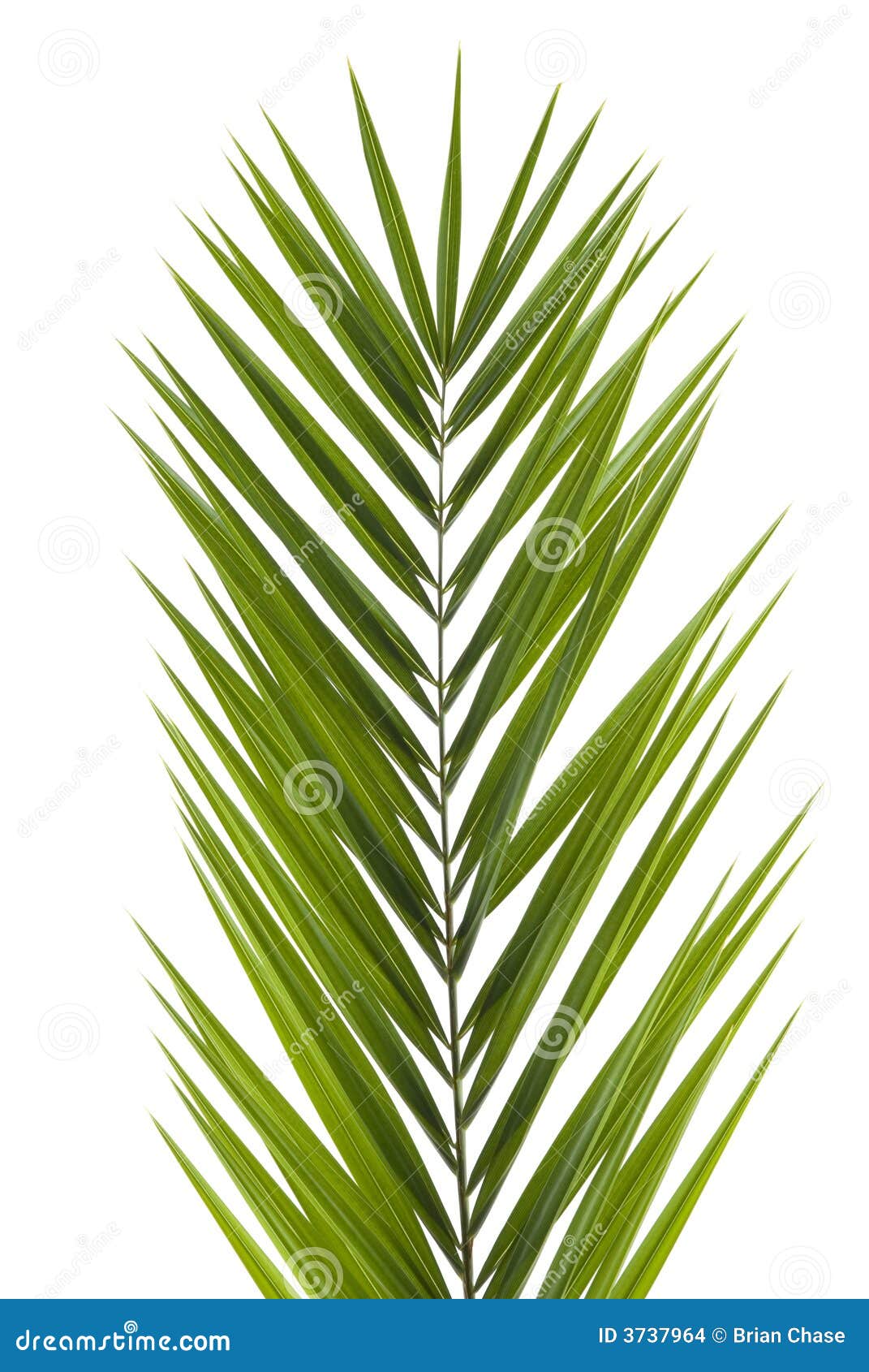 Fronda da palma foto de stock. Imagem de planta, botânica - 3737964