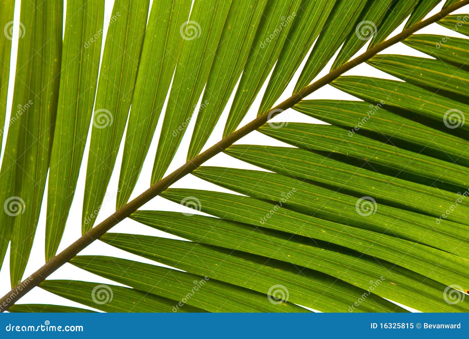 Fronda de la palma imagen de archivo. Imagen de vacaciones - 16325815