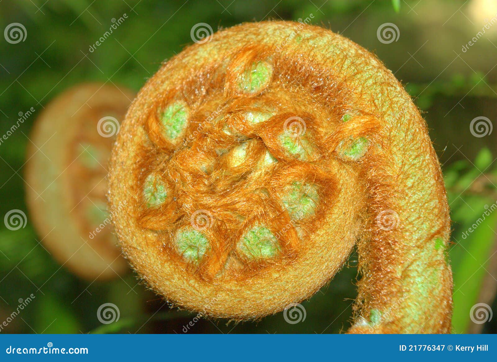 Fronda del helecho imagen de archivo. Imagen de primer - 21776347