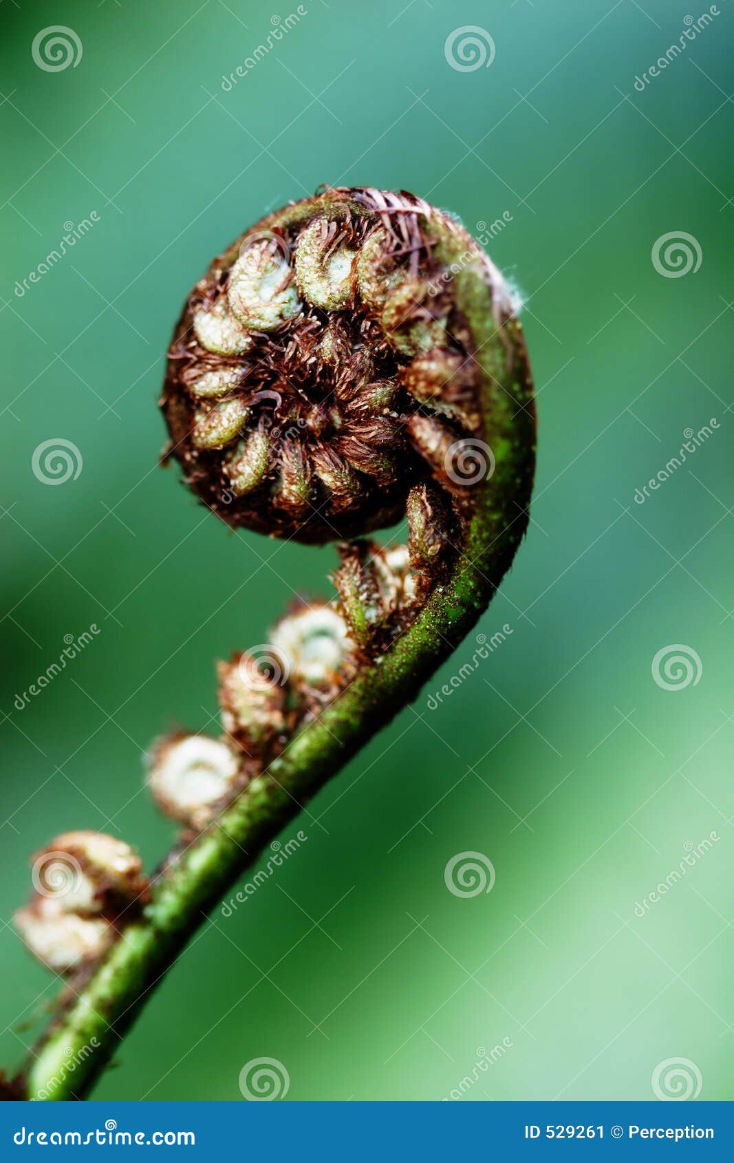 Fronda del helecho imagen de archivo. Imagen de verde, macro - 529261