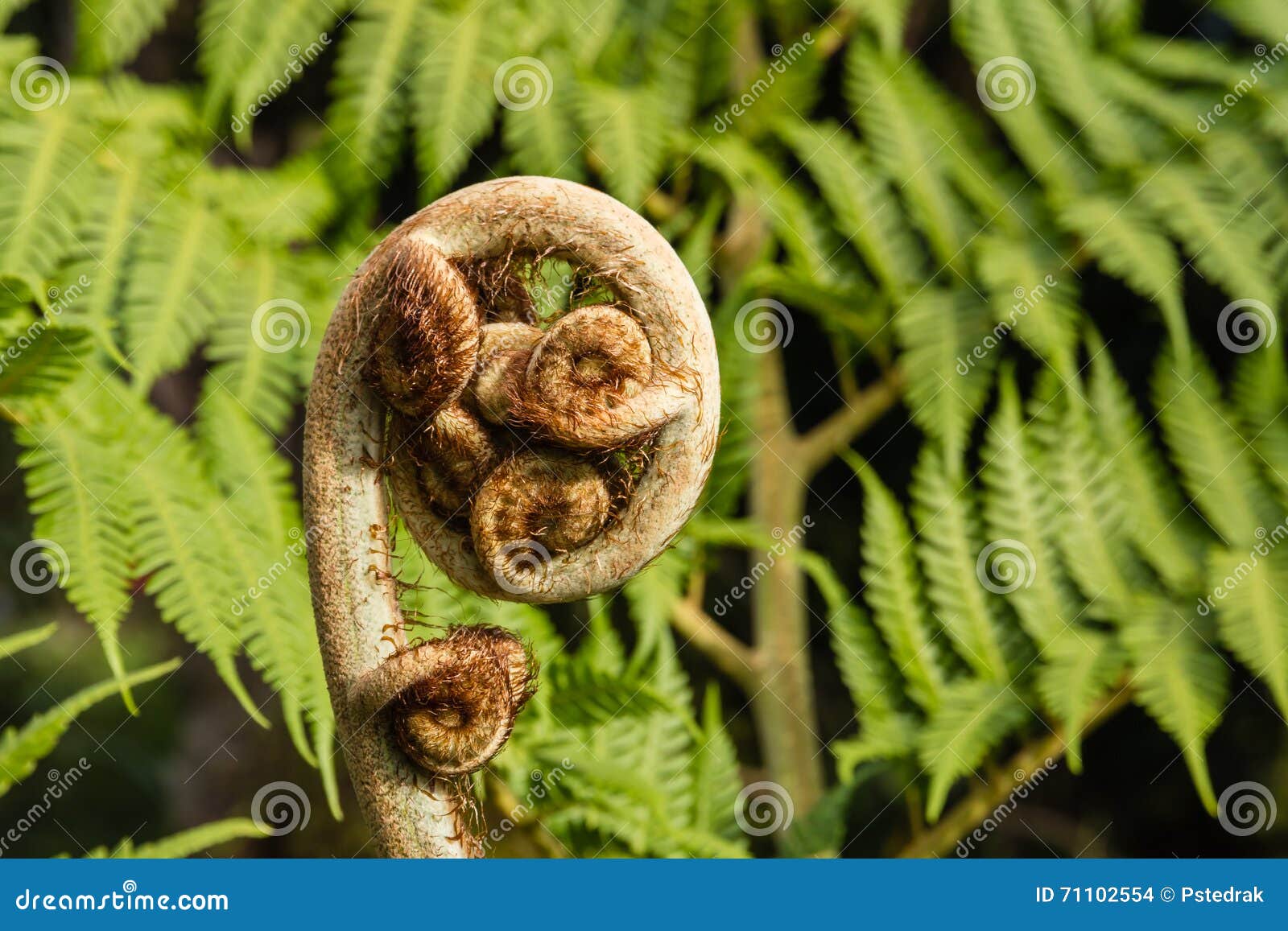 Fronda Del Helecho De Plata Foto de archivo - Imagen de planta ...