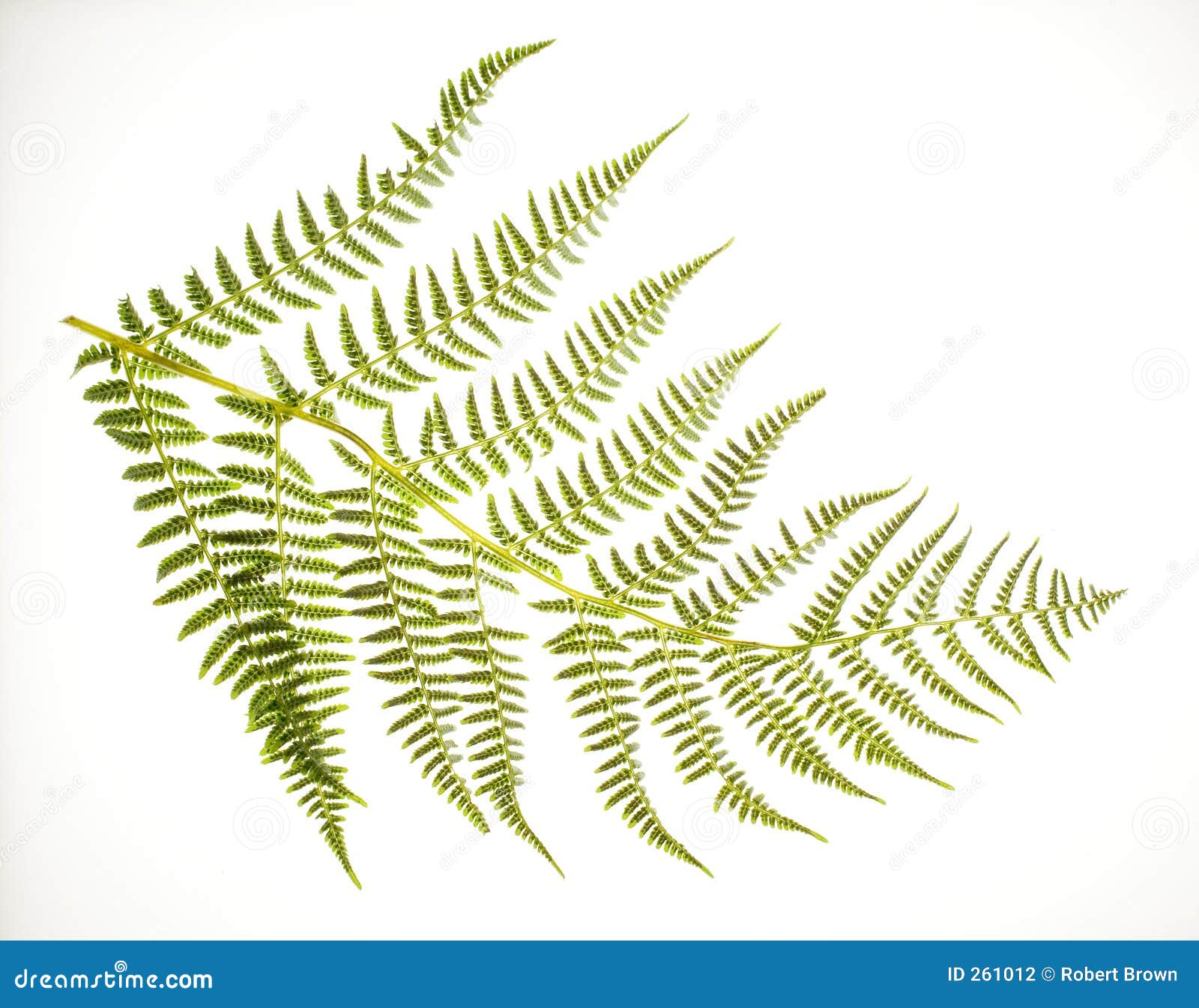 Fronda Del Helecho En Blanco Foto de archivo - Imagen de insignificante ...