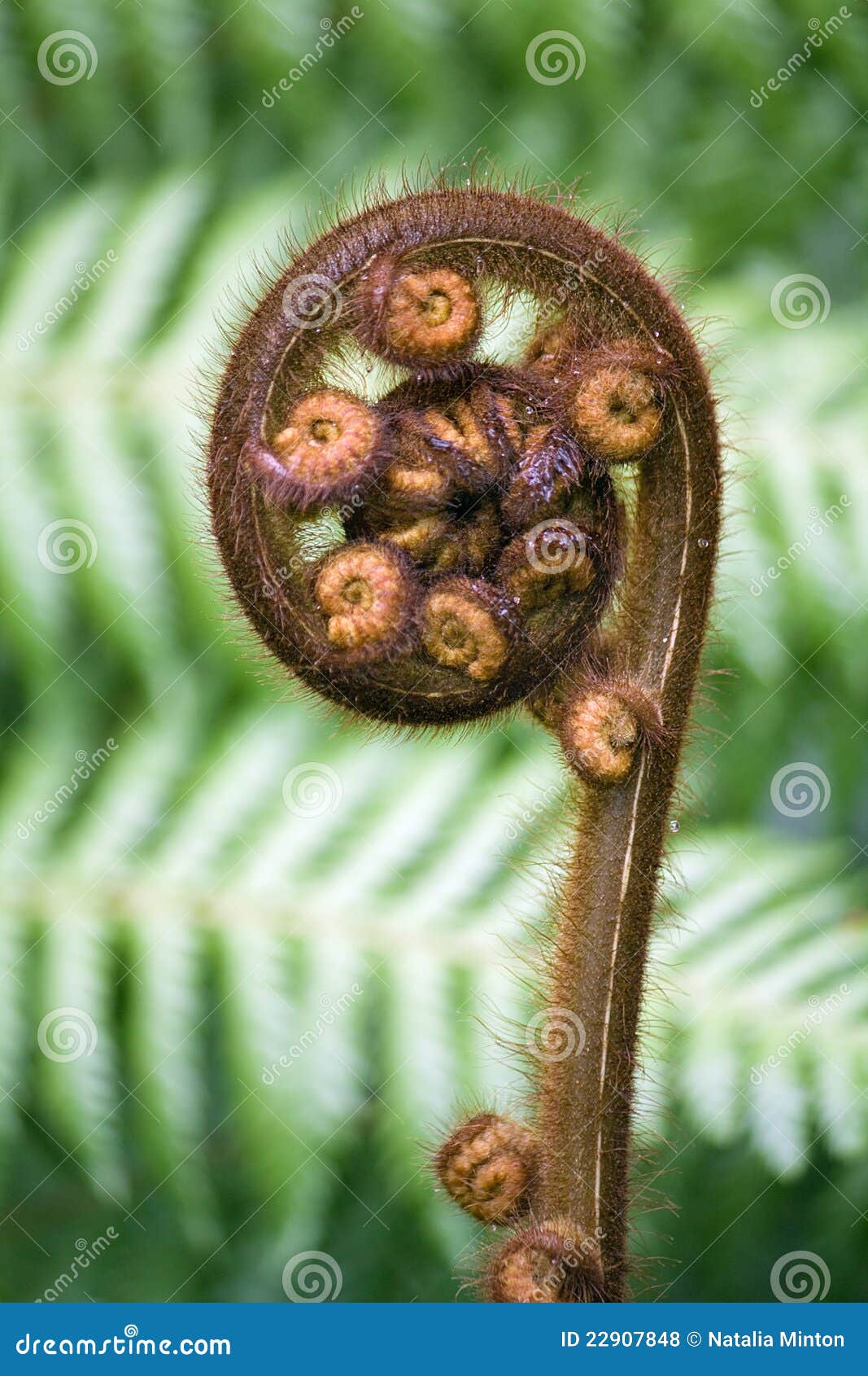 Fronda Della Felce Della Nuova Zelanda Koru Fotografia Stock - Immagine ...