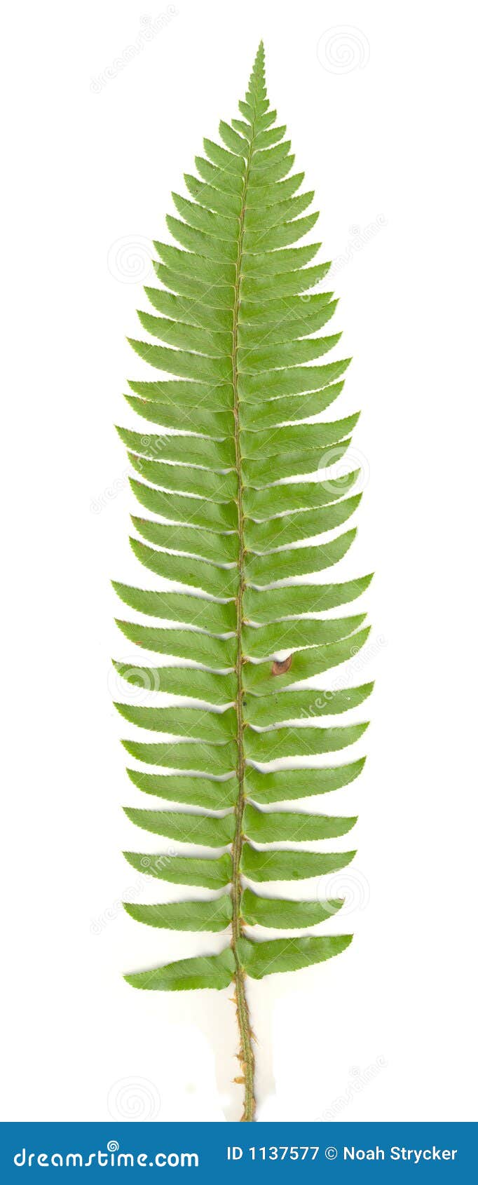 Fronda della felce isolata immagine stock. Immagine di struttura - 1137577