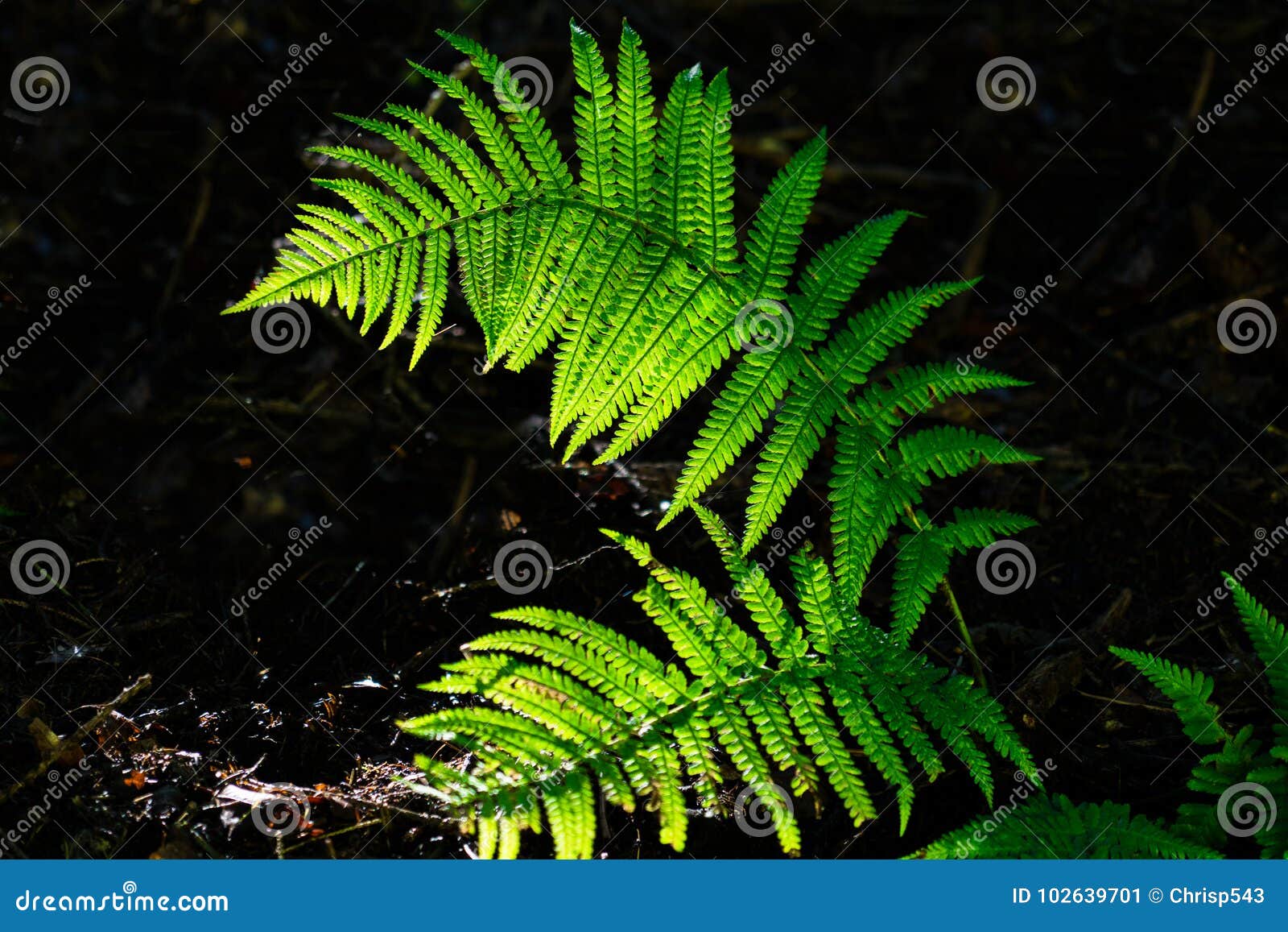 Fronda Retroilluminata Della Felce Immagine Stock - Immagine di sfondo ...