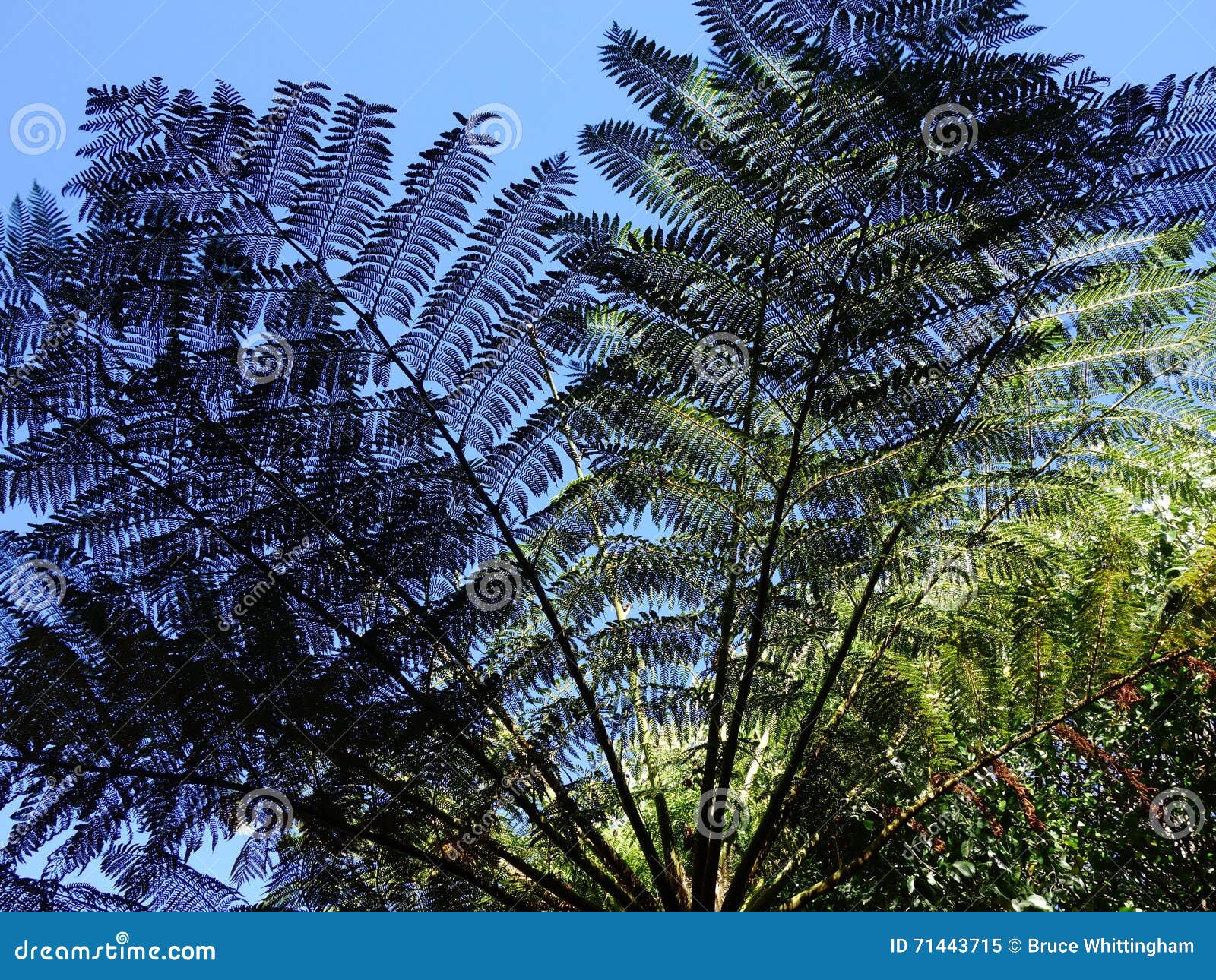 Frondas da palma em Sun imagem de stock. Imagem de brilhar - 71443715