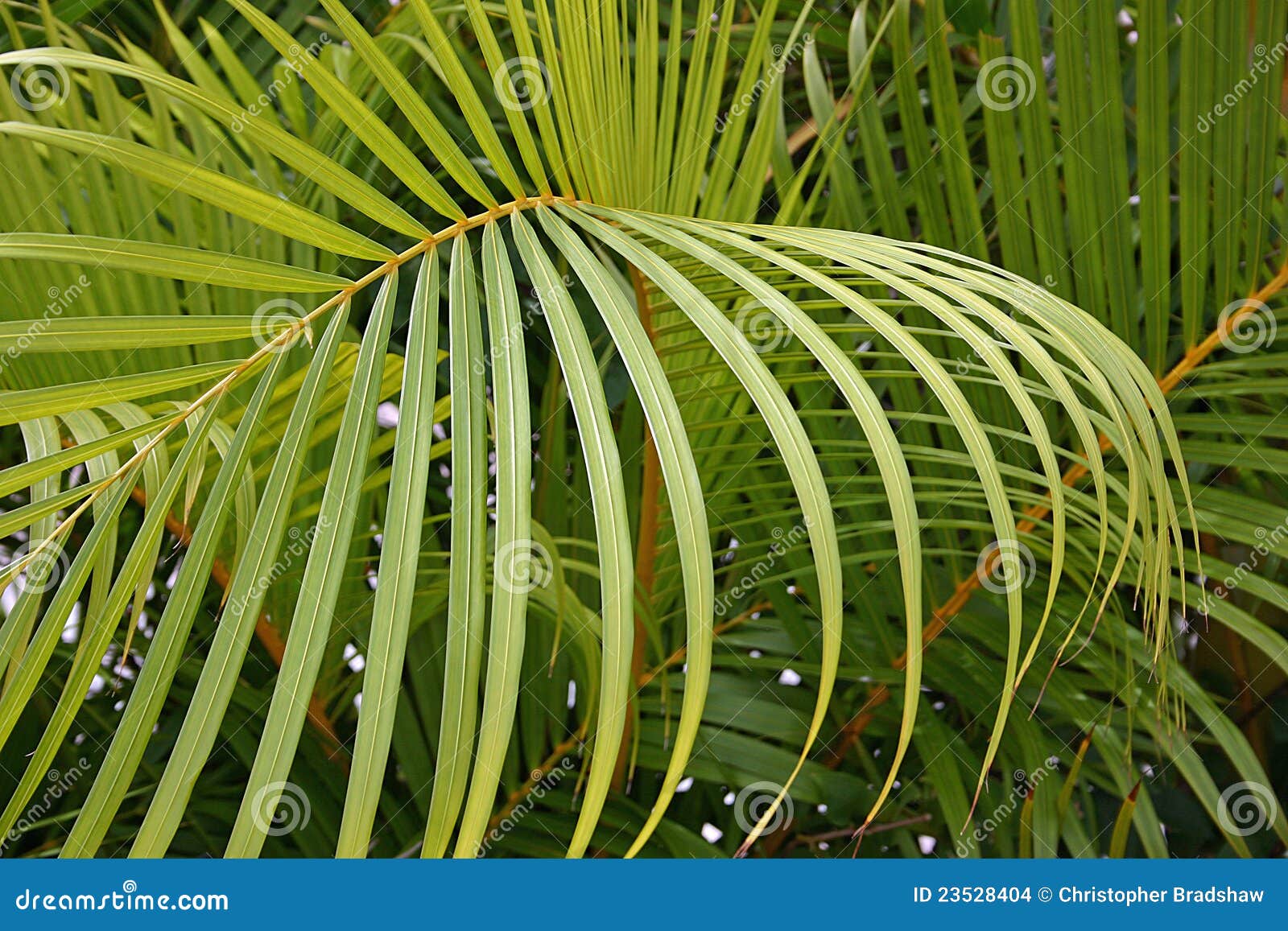 Frondas de la palma foto de archivo. Imagen de fondo - 23528404