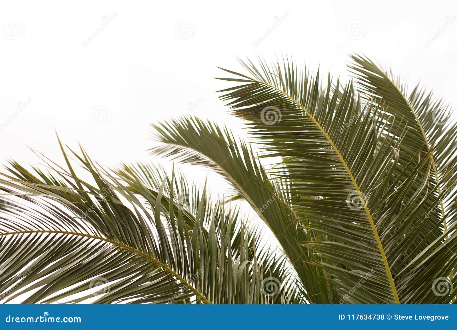 Frondas De Una Palma Datilera Foto de archivo - Imagen de planta, flora ...