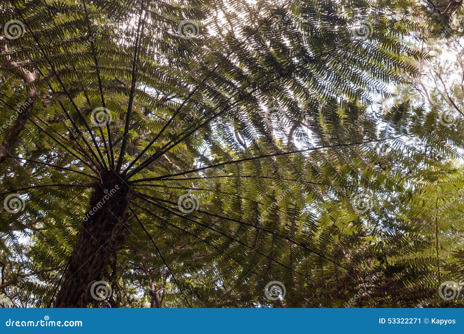 Frondas del helecho imagen de archivo. Imagen de verde - 53322271