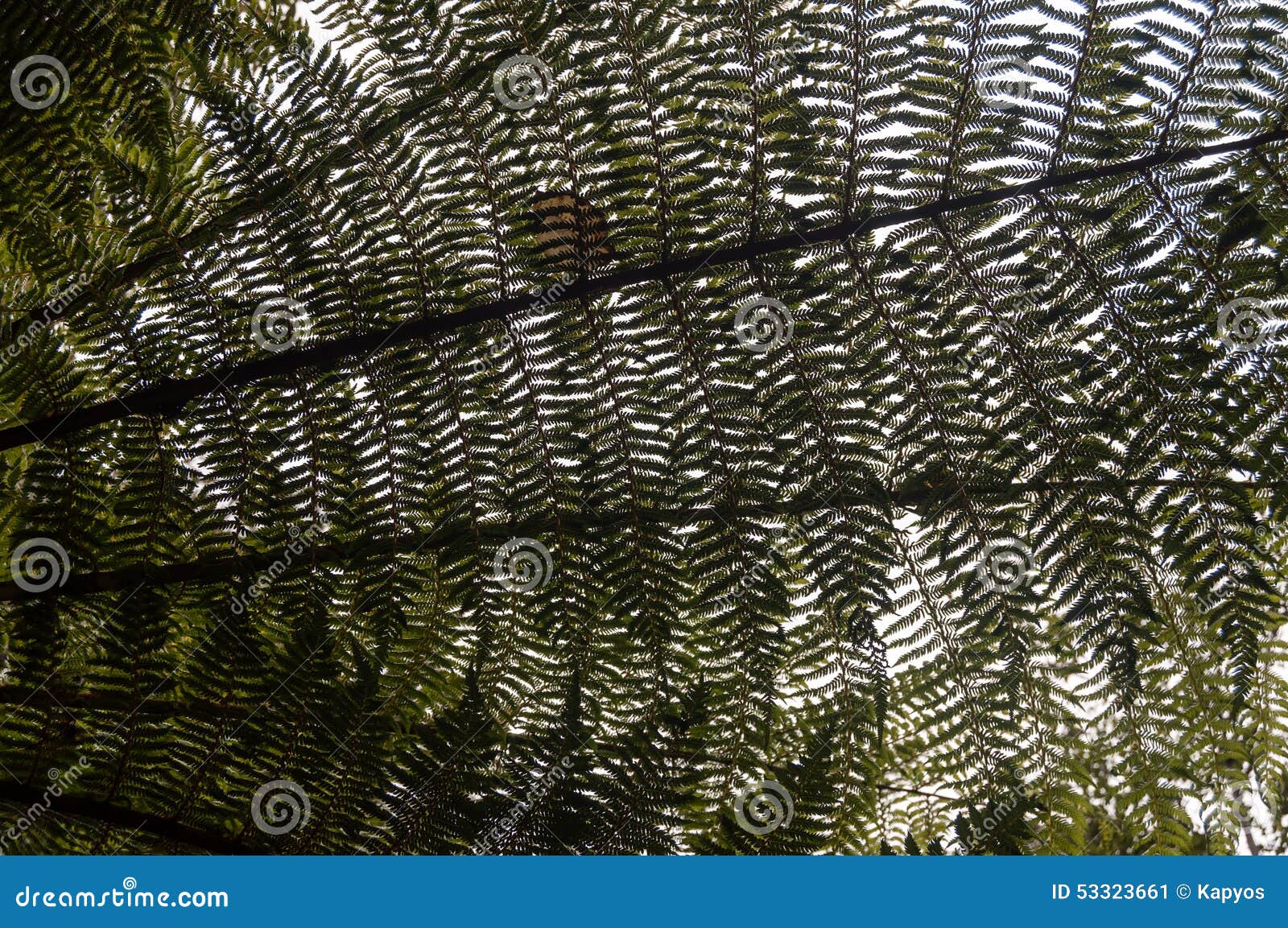 Frondas del helecho imagen de archivo. Imagen de pureza - 53323661