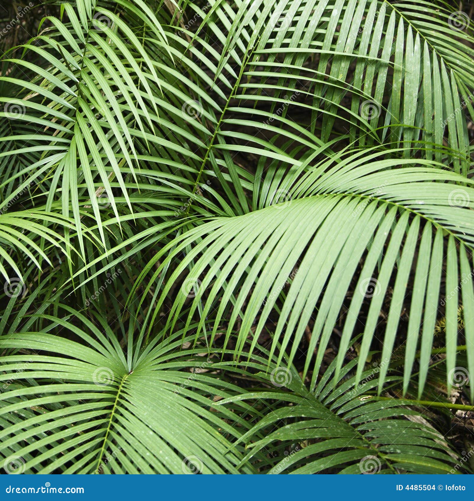 Fronds. stock photo. Image of texture, leaves, lush, fern - 4485504