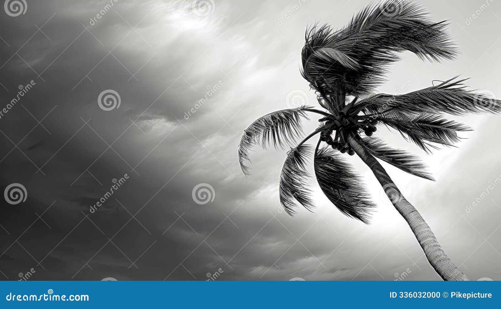 Fronds Palm Tree Black White Stock Illustration - Illustration of ...