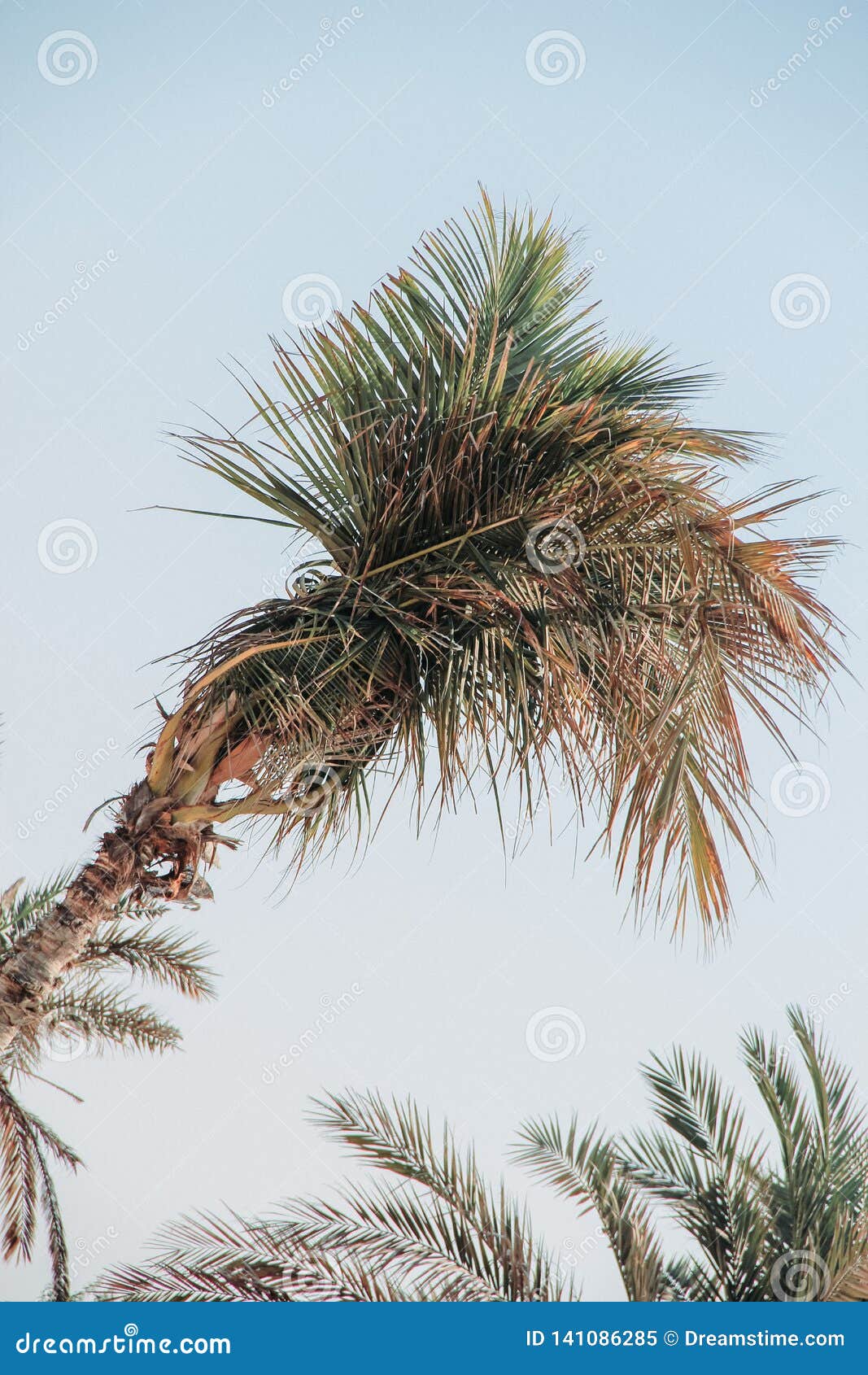 Fronds of a palm tree stock image. Image of burj, creeks - 141086285 Fronds of a palm tree stock image. Image of burj, creeks - 141086285