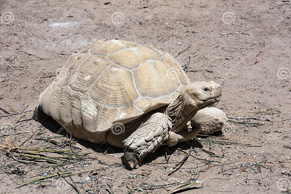 Front Angle View of a Desert Tortoise Stock Photo - Image of ...