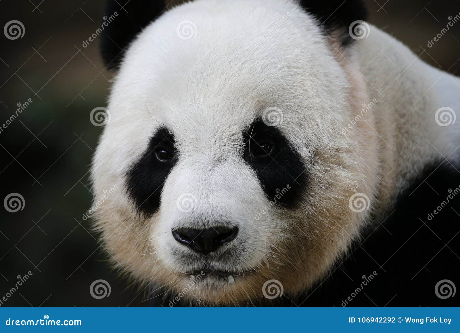 Front Angle Views of Panda at Zoo Stock Photo - Image of carnivoran ...