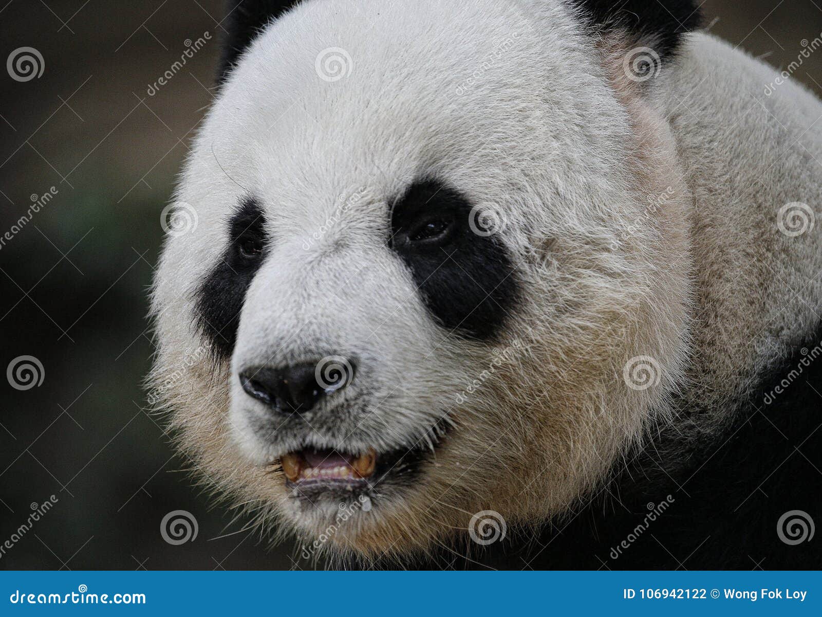 Front Angle Views of Panda at Zoo Stock Photo - Image of giraffe ...