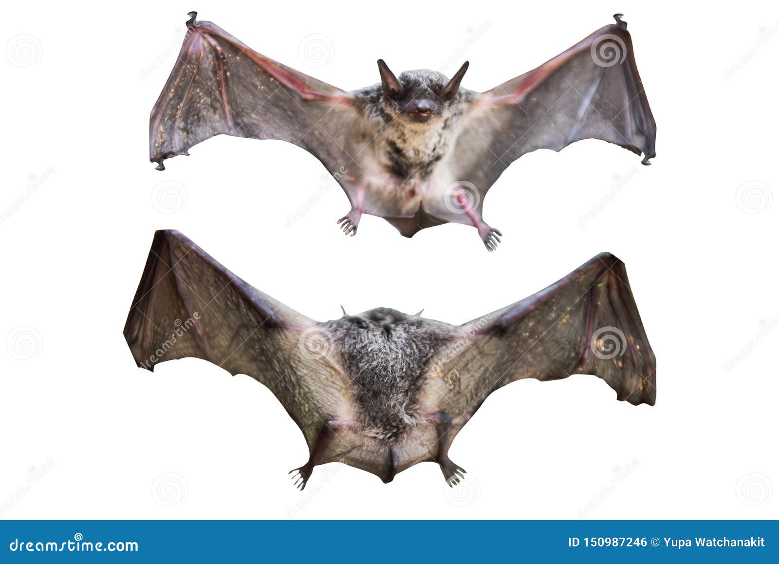 Front and Back of Baby Flying Bat Stock Photo - Image of black ...