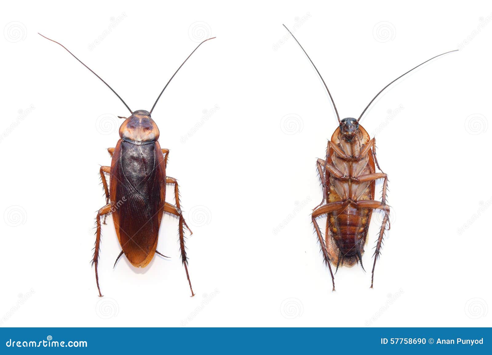 Front and Back Cockroach Isolate on White Background Stock Photo ...