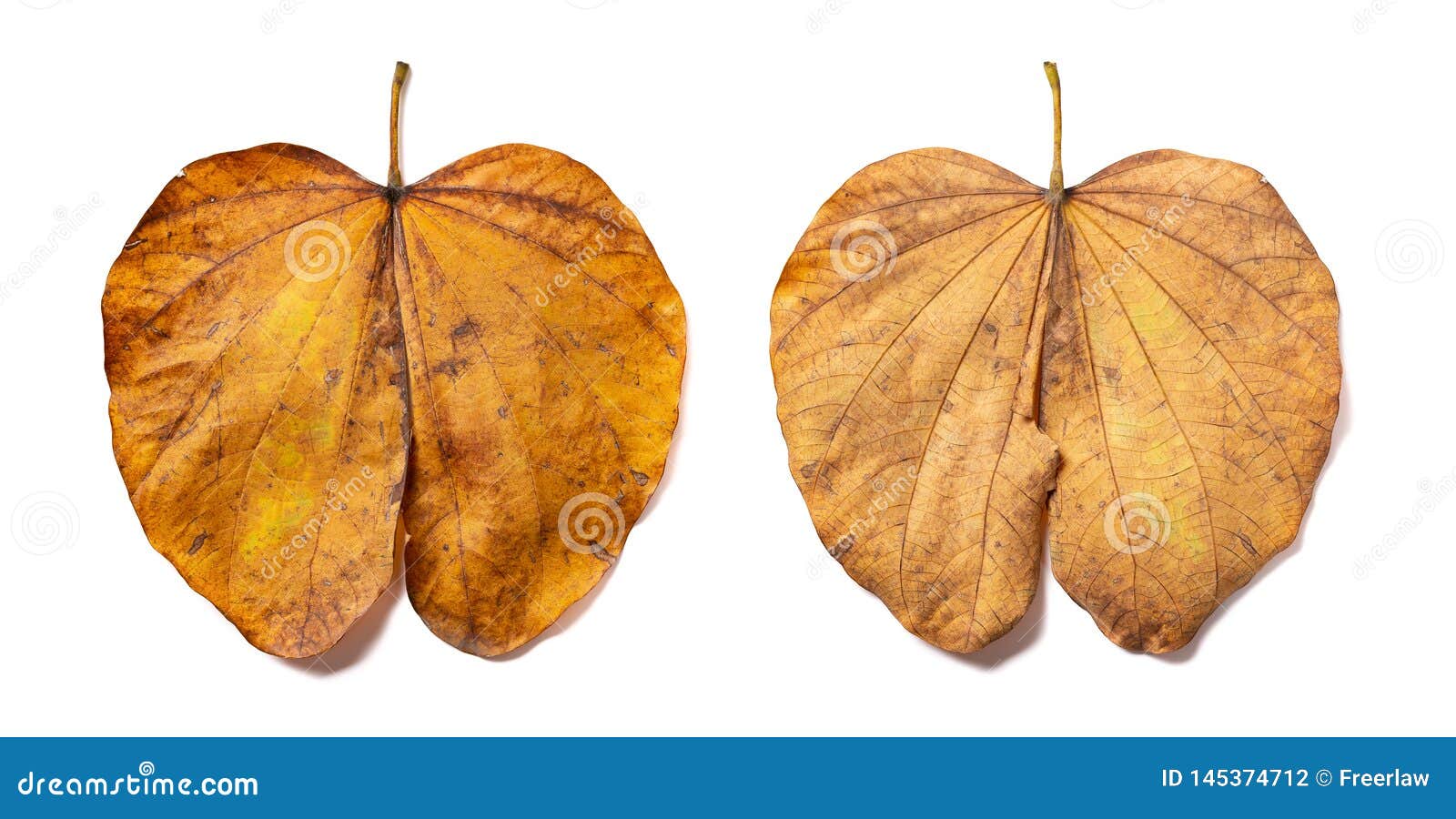 Front and Back of Dry Leaf on White Background Stock Photo - Image of ...