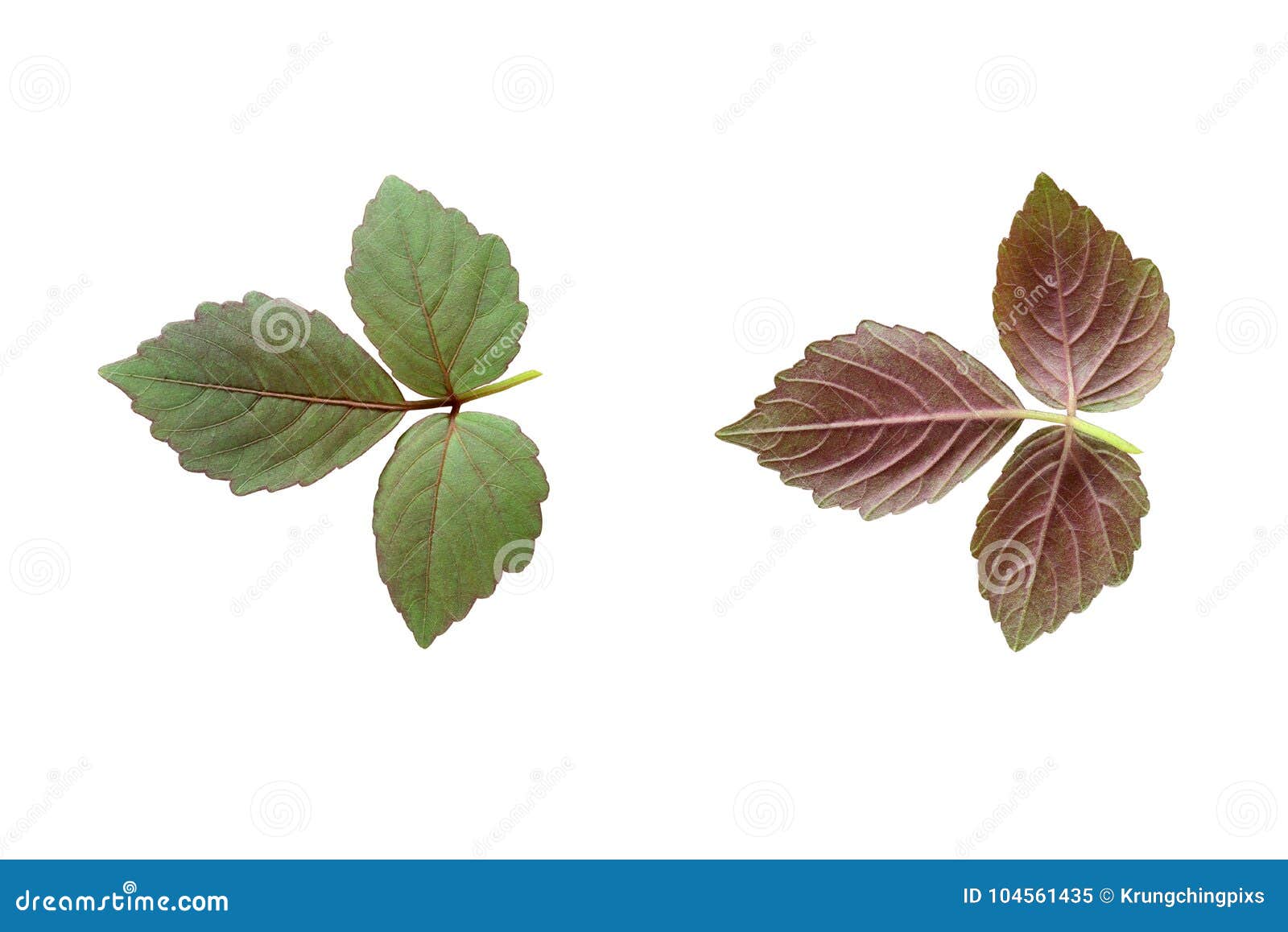 Front and Back Green Leaf . Stock Image - Image of bright, brown: 104561435