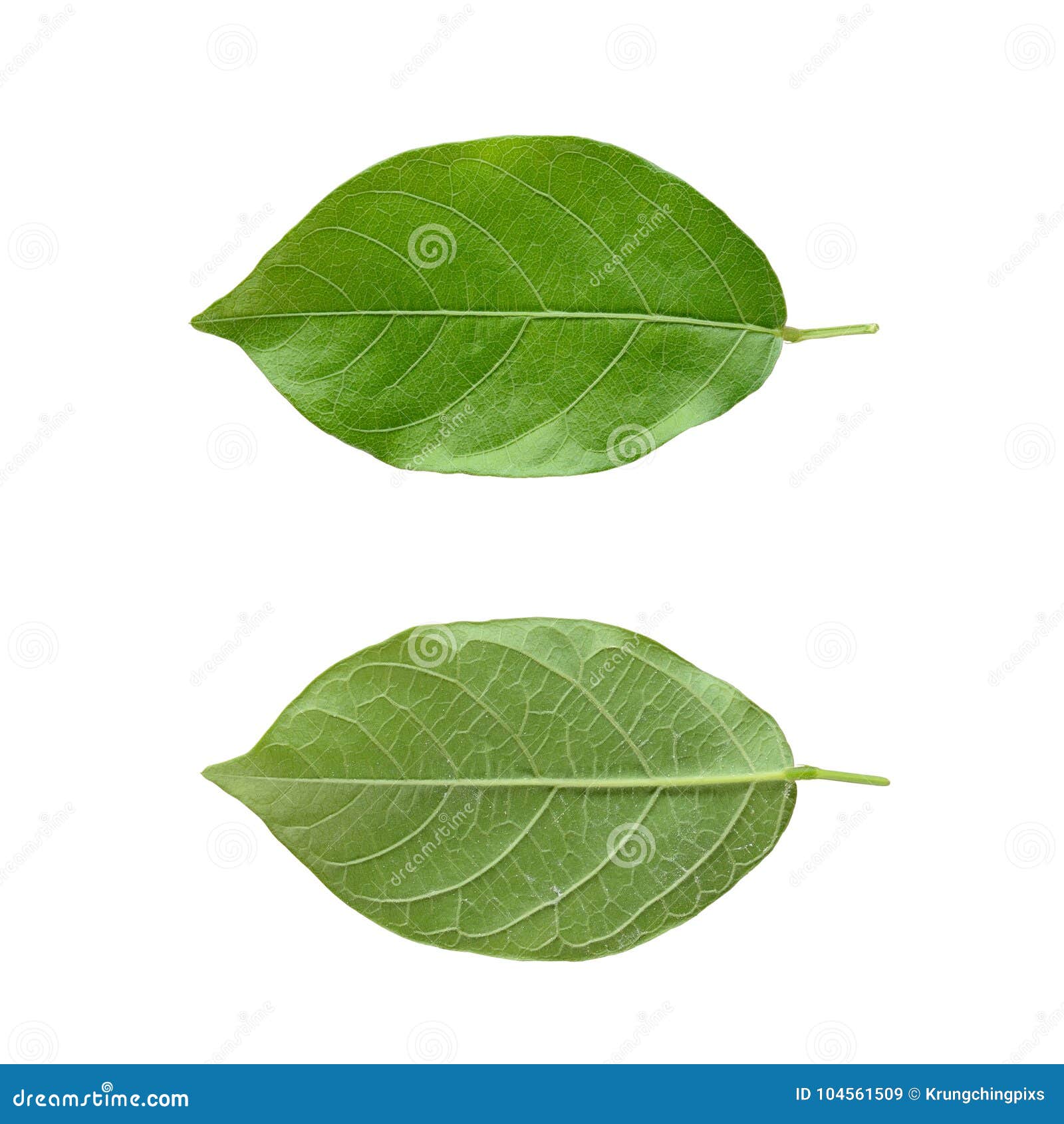 Front and back green leaf. stock image. Image of macro - 104561509