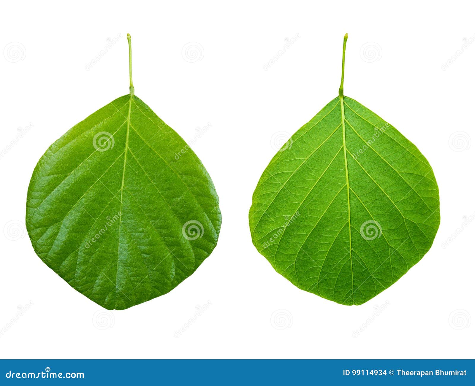 Front and Back Green Leaves Pattern Texture Isolated on White ...