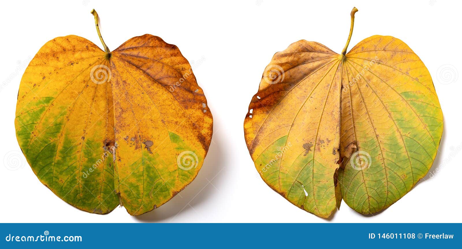 Front and Back of Half Dry Leaf on White Background Stock Photo - Image ...