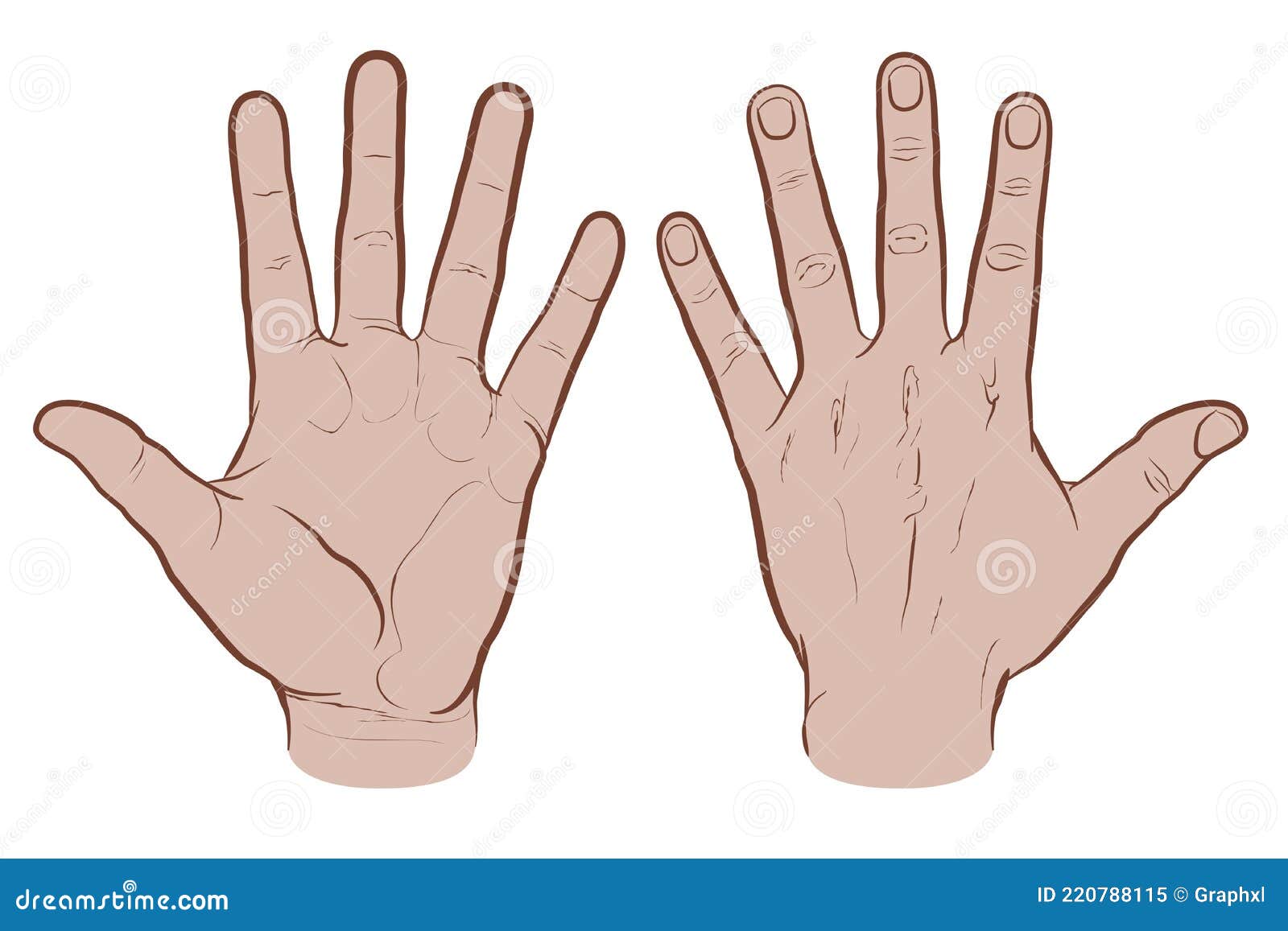 Front and Back of Hand, Colored Version Stock Vector - Illustration of ...