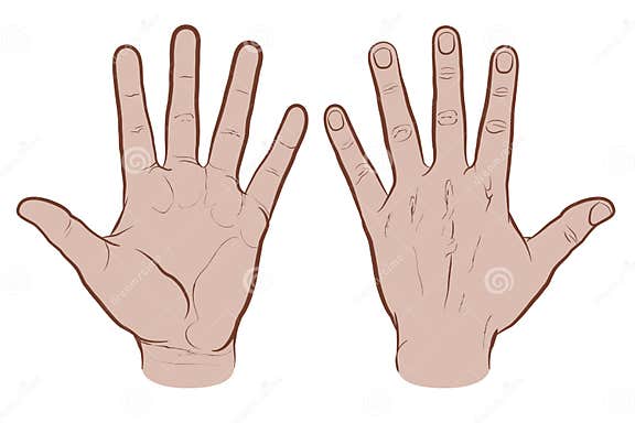 Front and Back of Hand, Colored Version Stock Vector - Illustration of ...