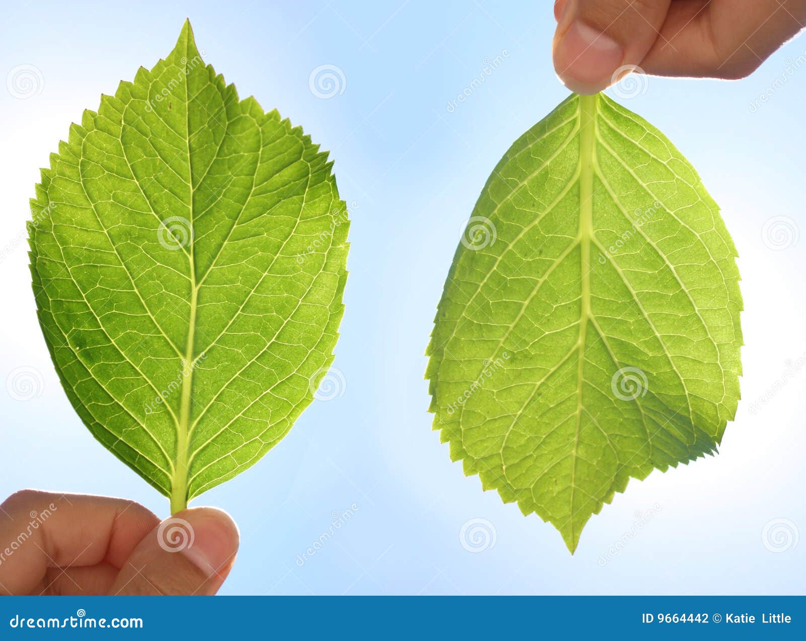 Front and Back of a Hydrangea Leaf Stock Photo - Image of colorful ...