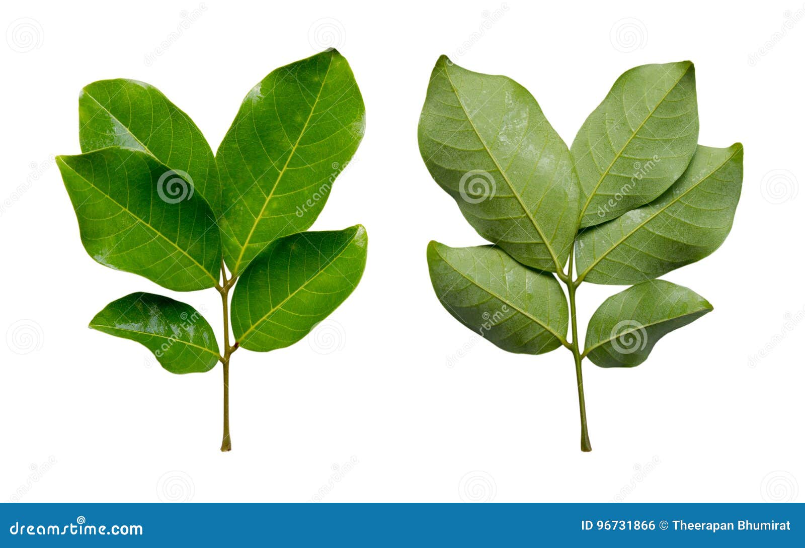 Front and Back Rambutan Leaves Isolated on White Background Stock Photo ...