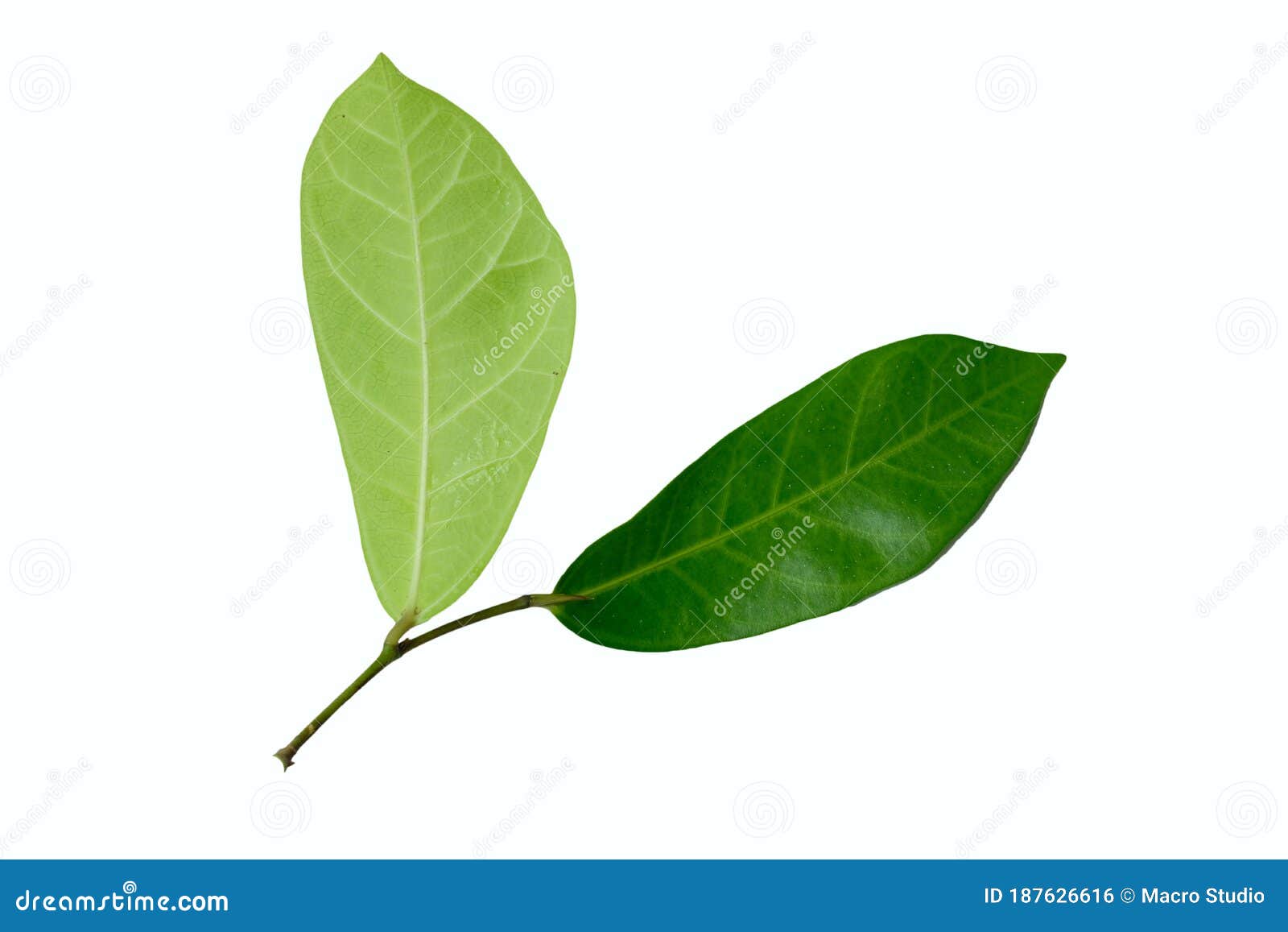 Front and Back Side of Arabica Robusta Coffee Leaf Isolated on White ...