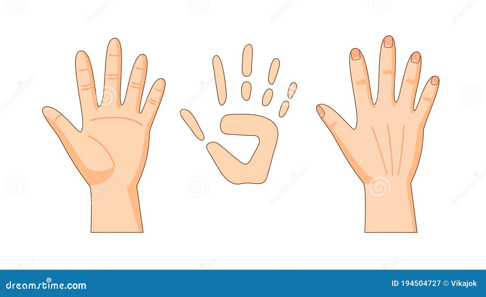 Front and Back Sides of Hand, Hand Print, Vector Illustration Stock ...