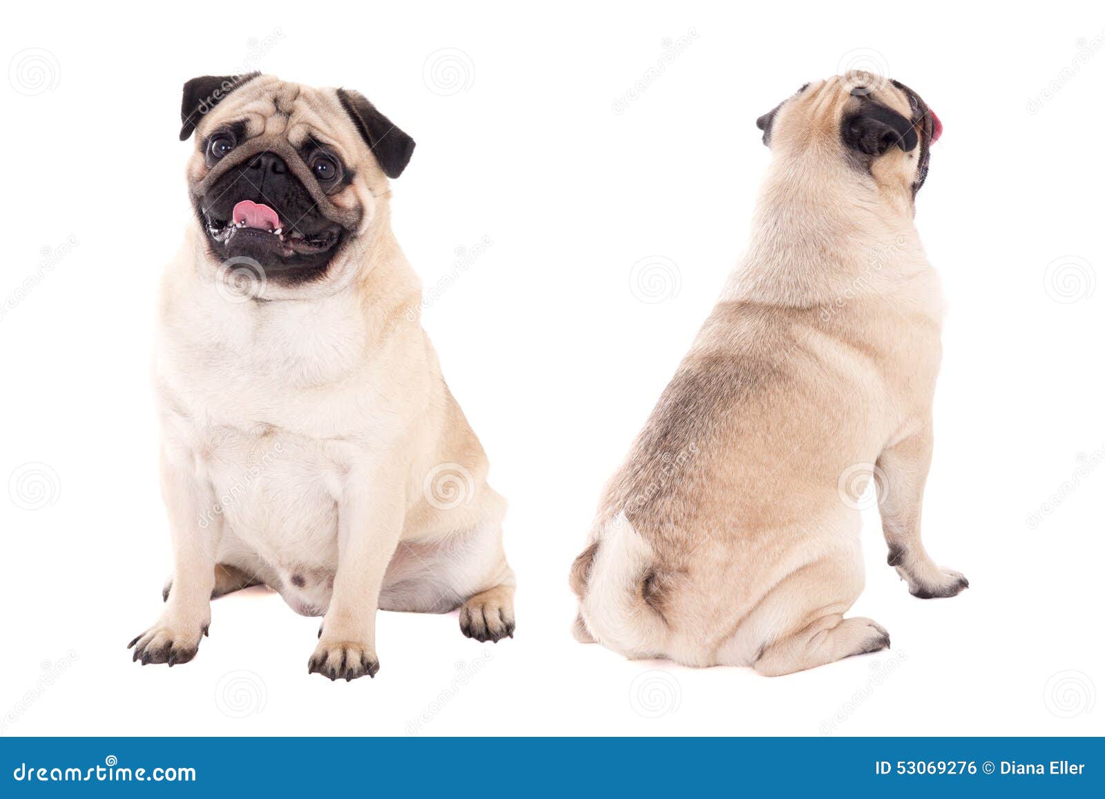 Front and Back View of Friendly Pug Dog Sitting Isolated on Whit Stock ...