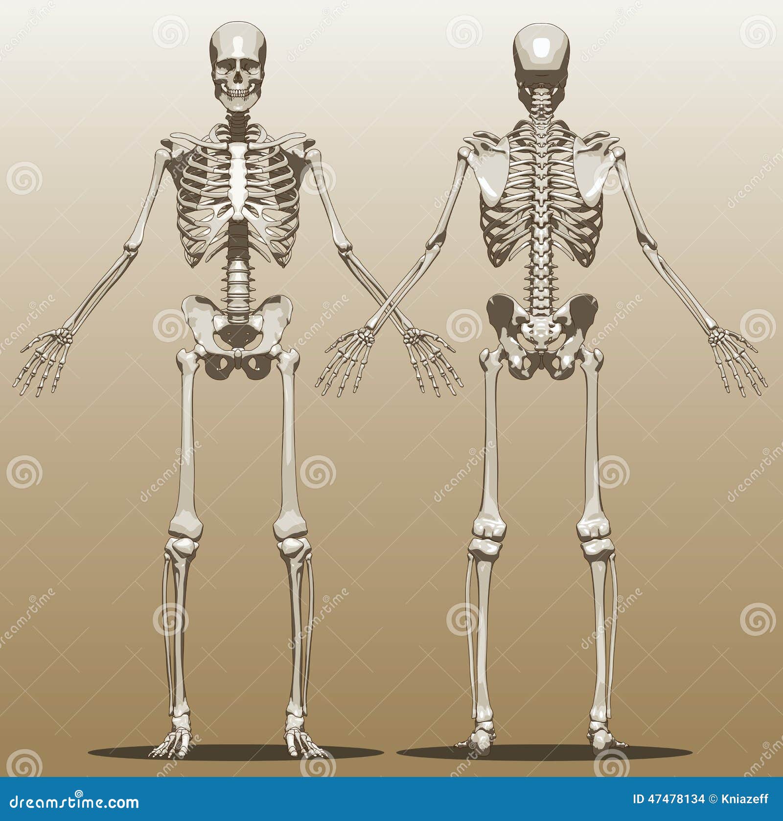 Front and Back View of a Human Skeleton Stock Illustration ...