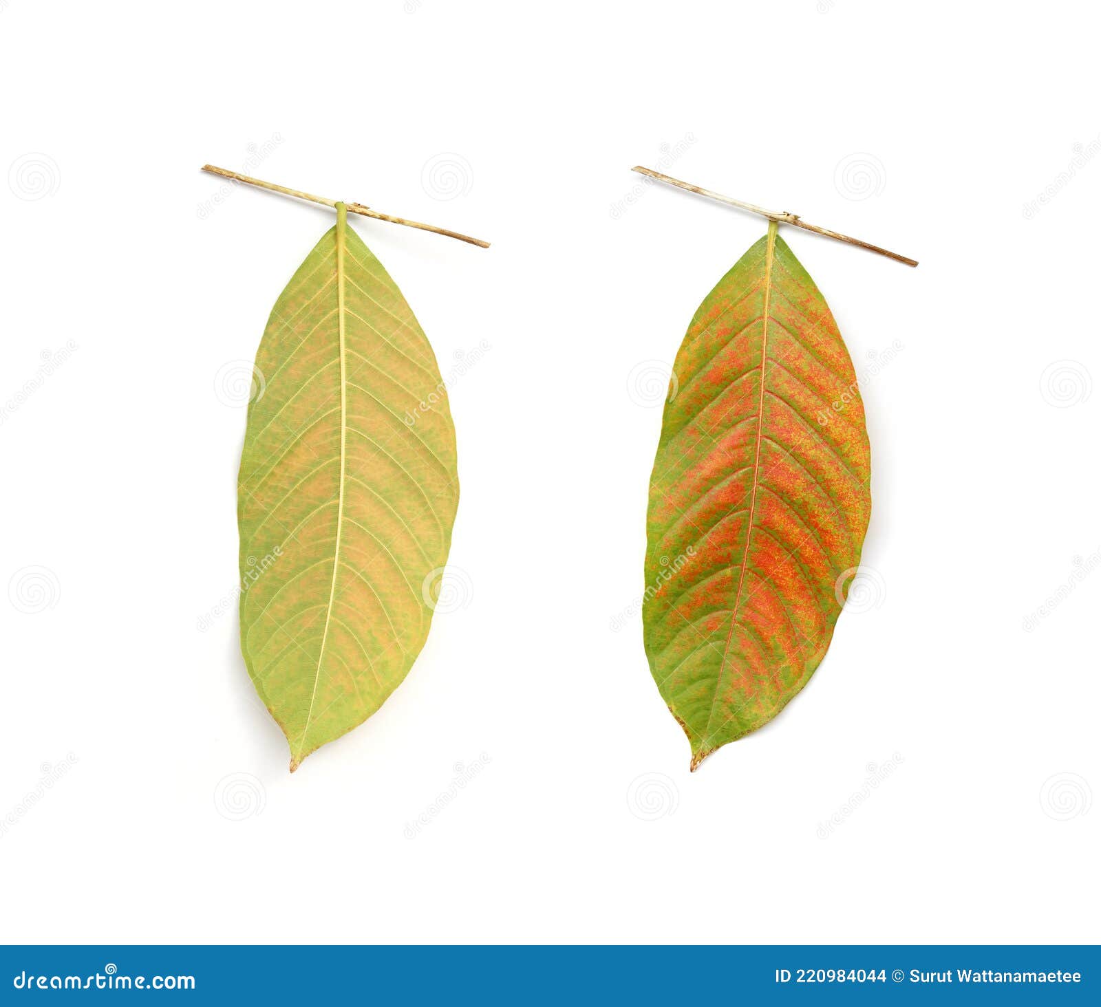 Front and Back Yellow Autumn Leaves on White Background Stock Photo ...