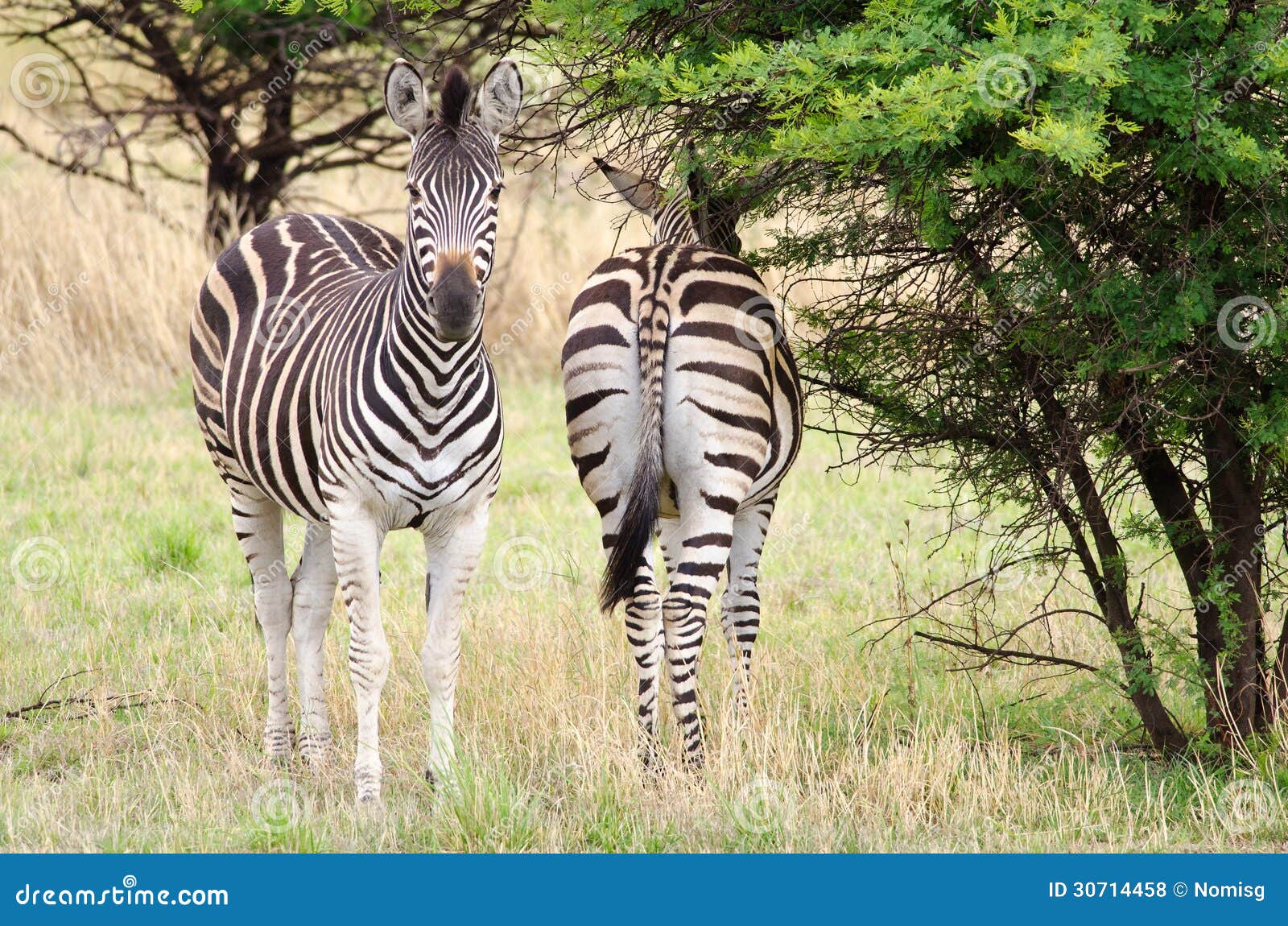 Front and back of Zebra stock photo. Image of reserve - 30714458
