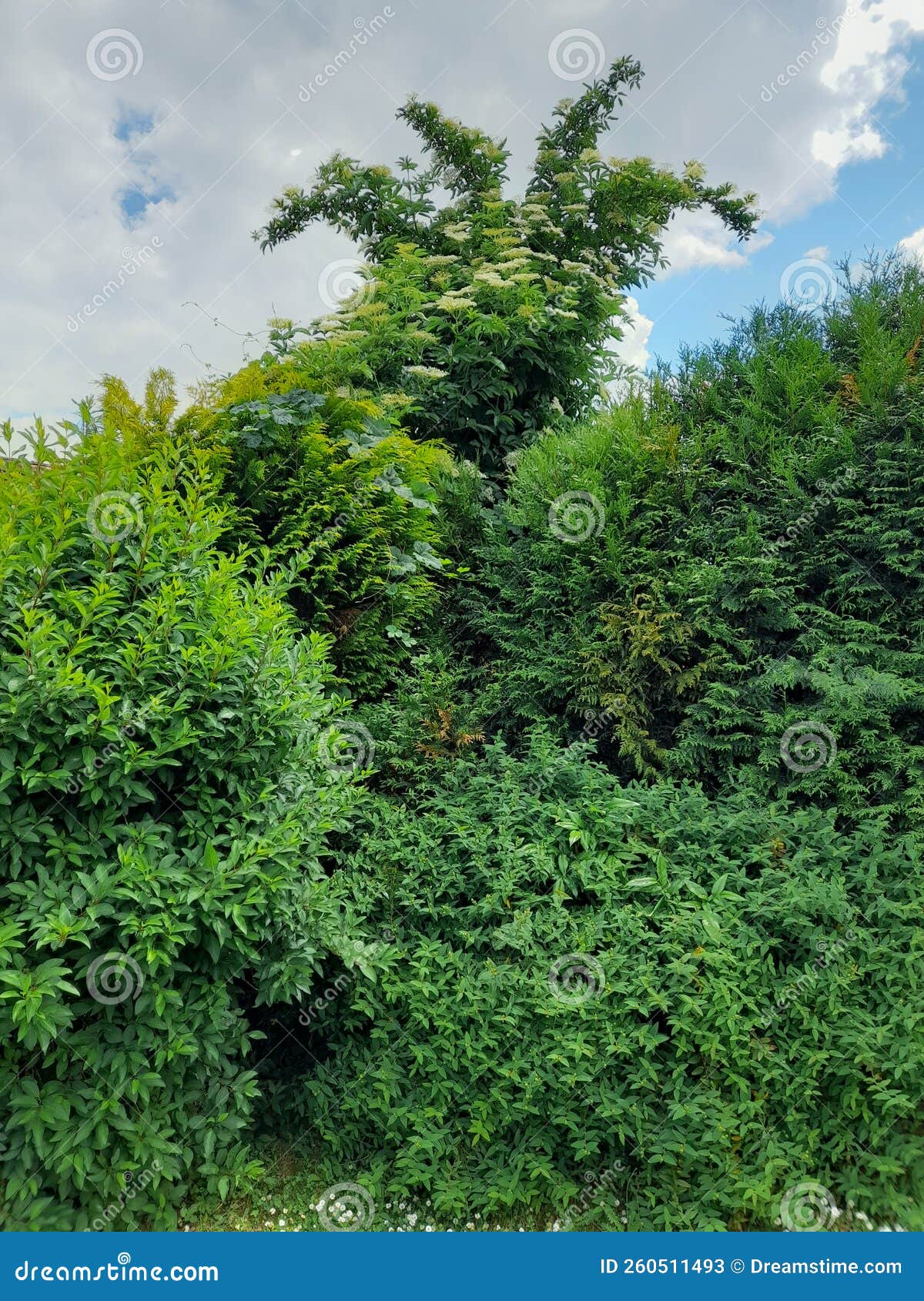 In front of a big bush stock image. Image of bush, sunny - 260511493