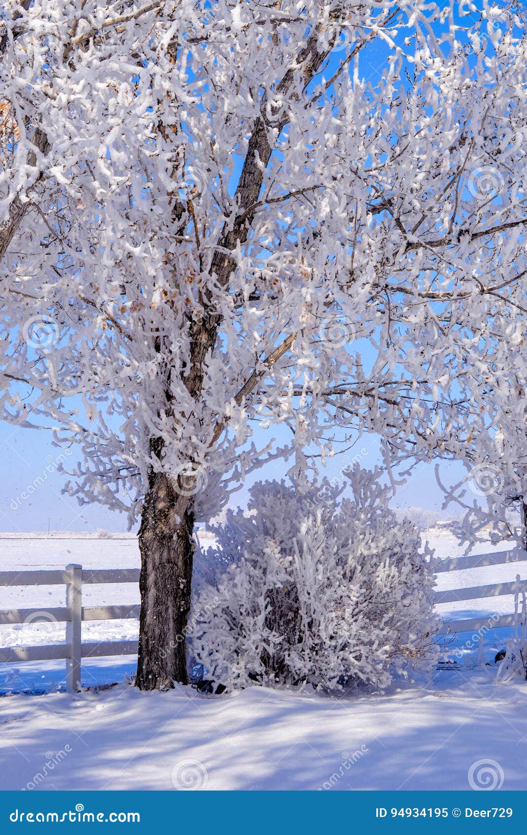 Front Bite Scene stock image. Image of winter, bush, tree - 94934195