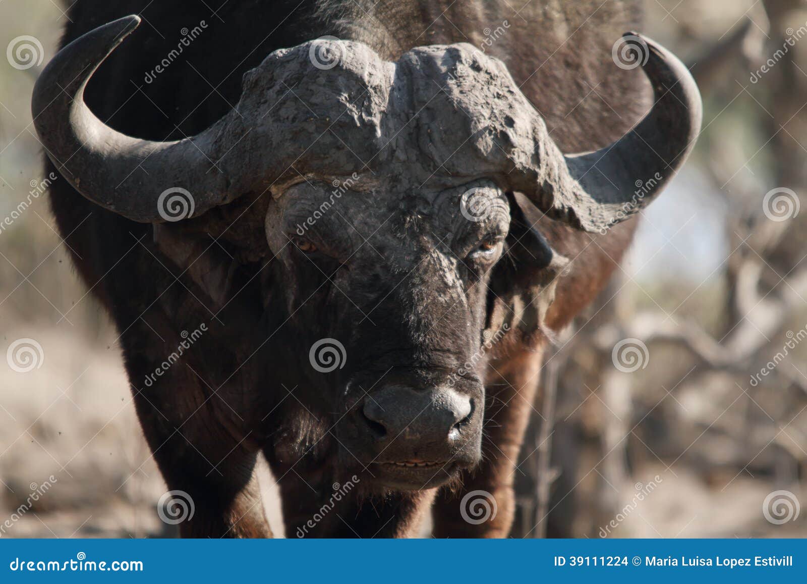 Front Buffalo in Chobe Riverfront Stock Photo - Image of bull, cattle ...