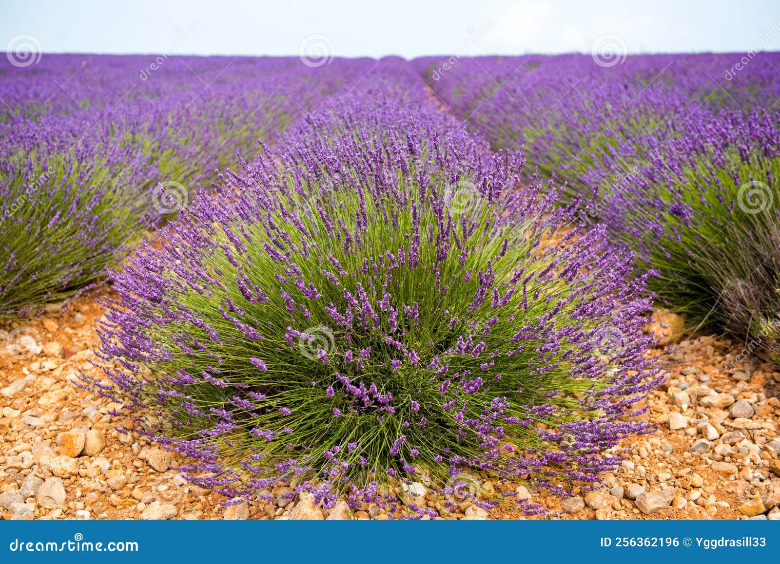 Front Bush of a Lavender Row Stock Photo - Image of landscape, fields ...
