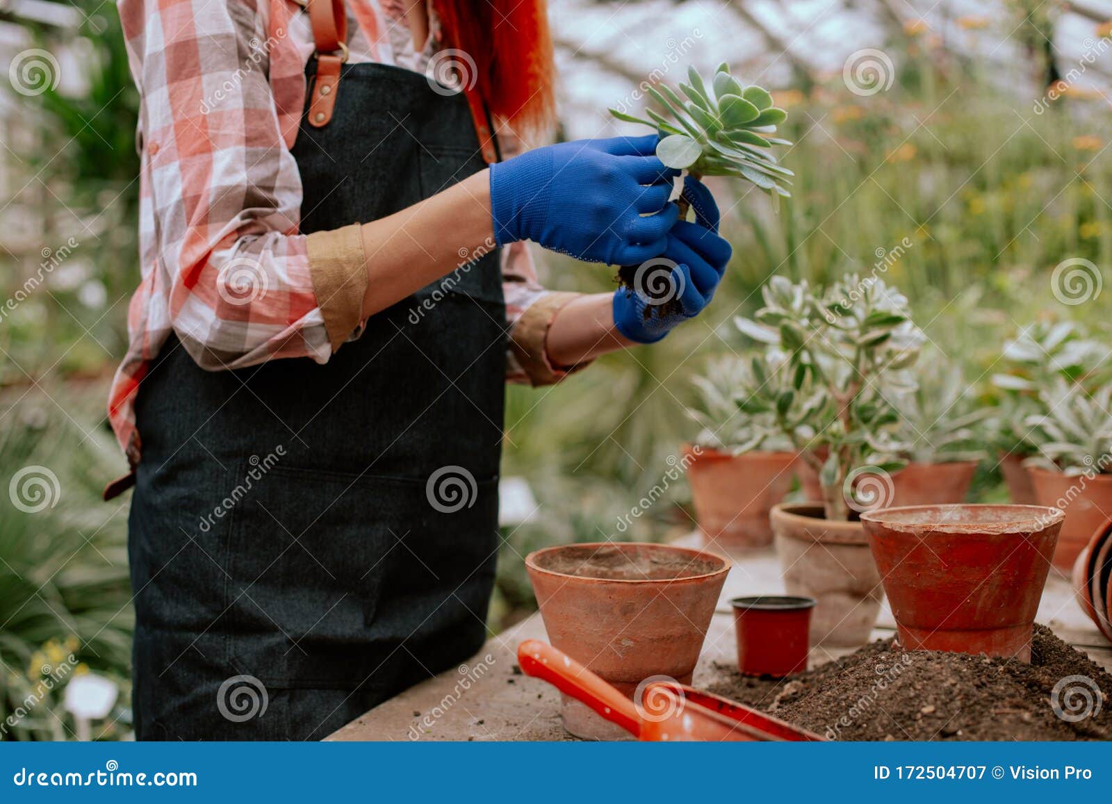 In Front of the Camera Process of Planting a Decorative Flower into a ...