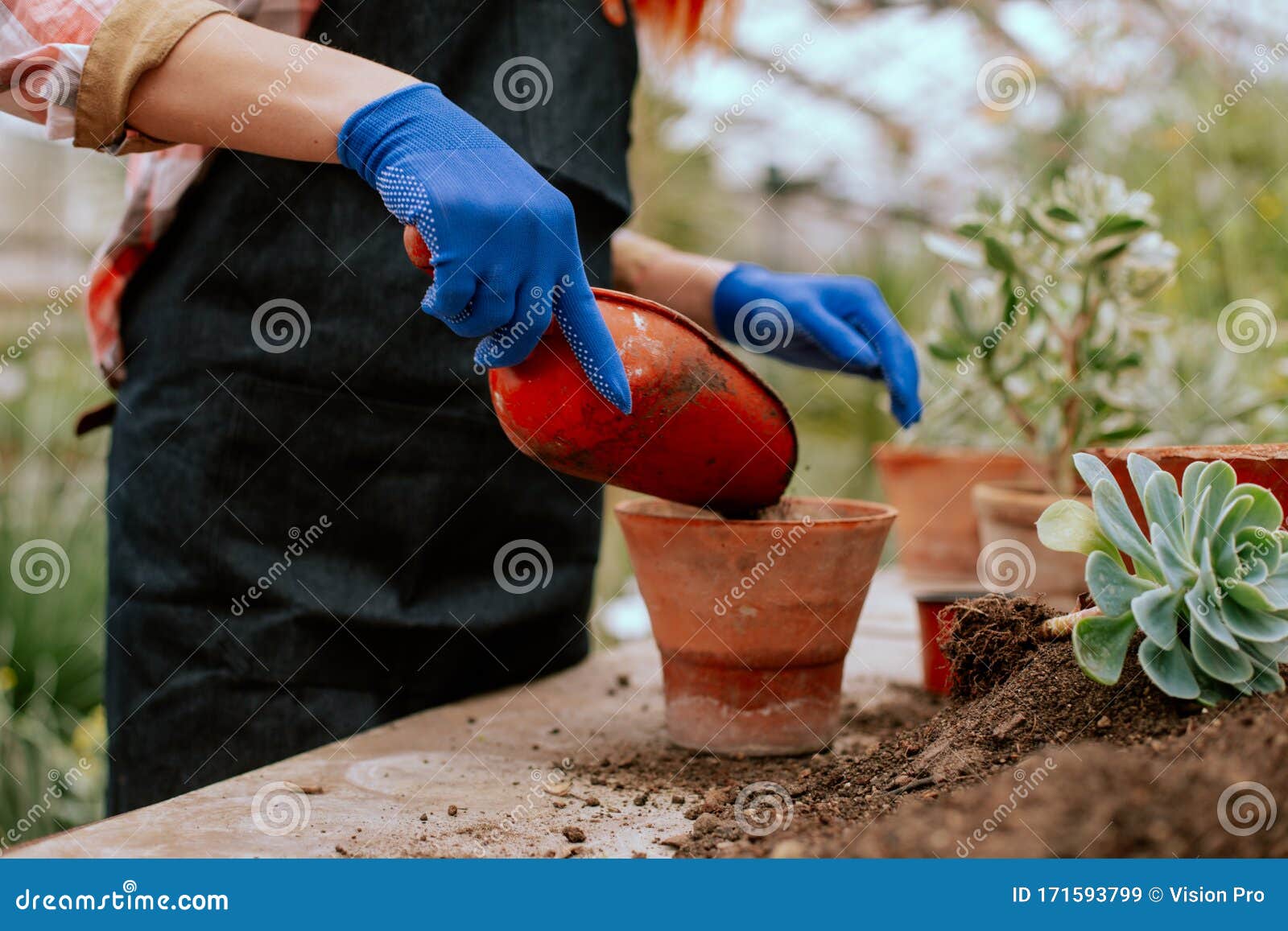 In Front of the Camera Process of Planting a Decorative Flower into a ...