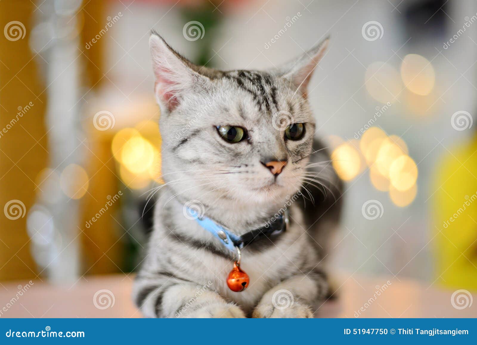 Front of Cat stock photo. Image of action, isolated, kitten - 51947750