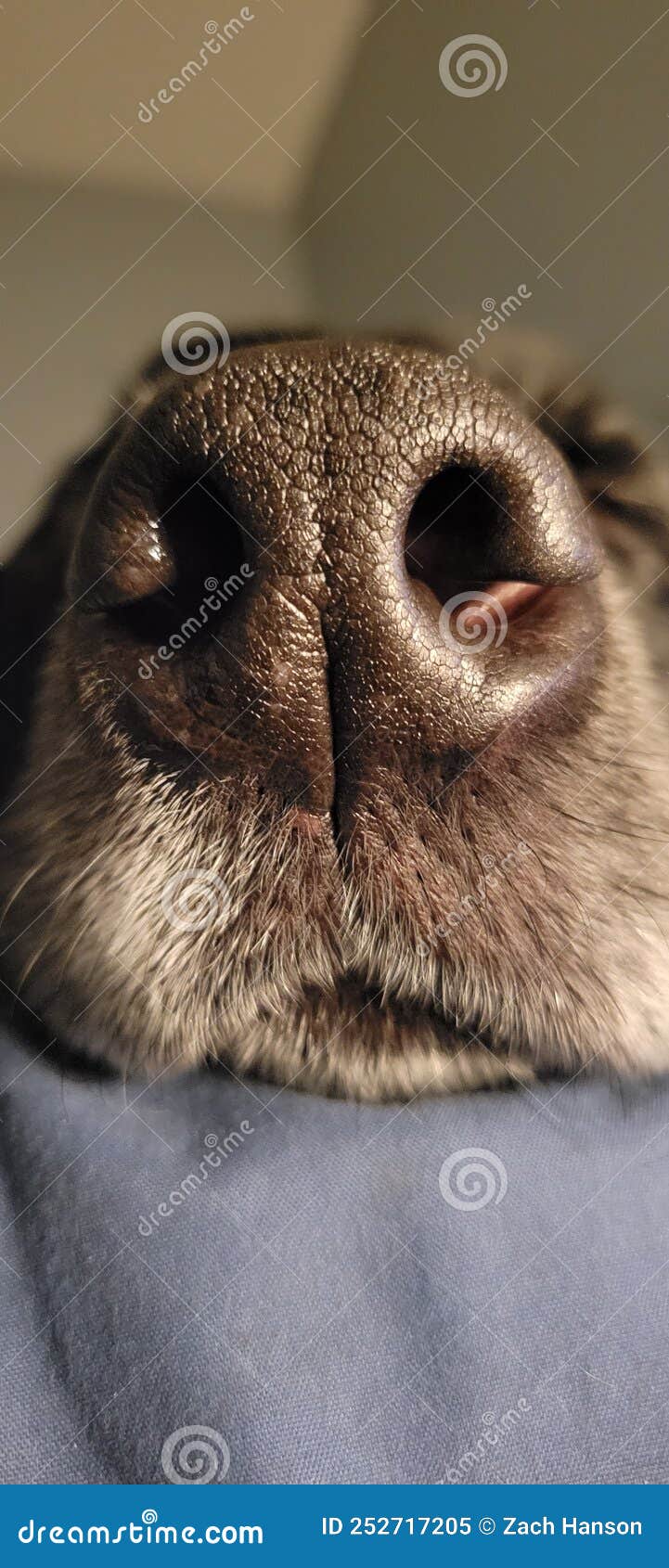 Front and Center Snout 1 stock image. Image of whiskers - 252717205