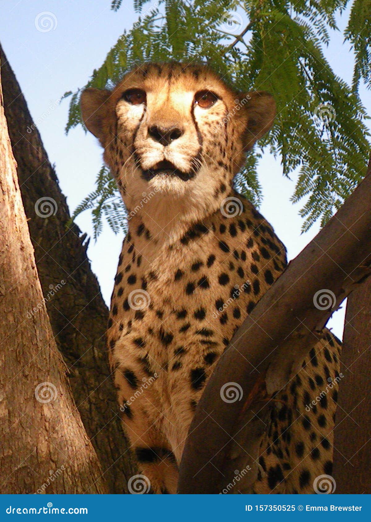 Front of Cheetah up a tree stock image. Image of head - 157350525