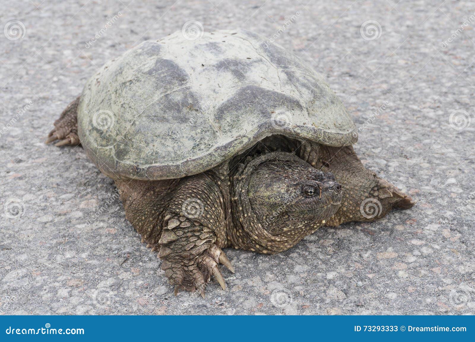 Front Closeup Of Common Snapping Turtle Sunbathing On Concrete Road ...